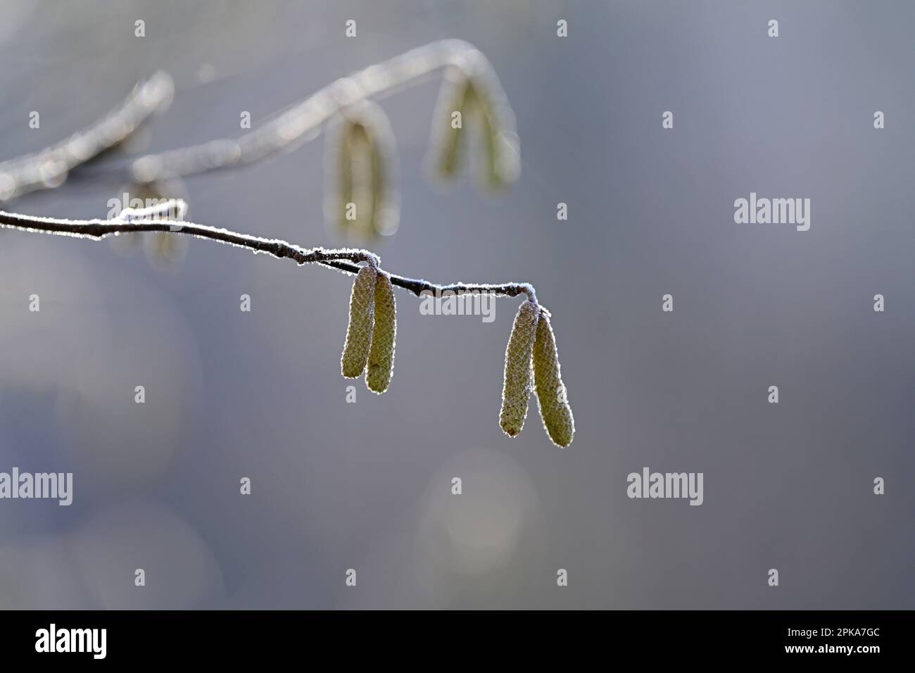 Hazelnut blossom in germany hi-res stock photography and images - Alamy