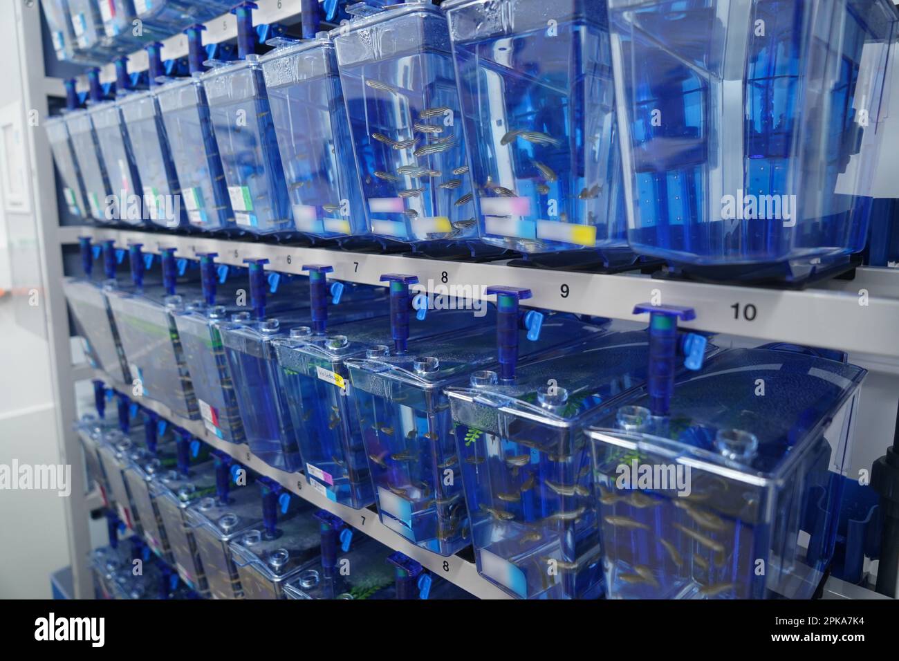 Study on opportunistic infections with Burkholderia cepacia complex ...