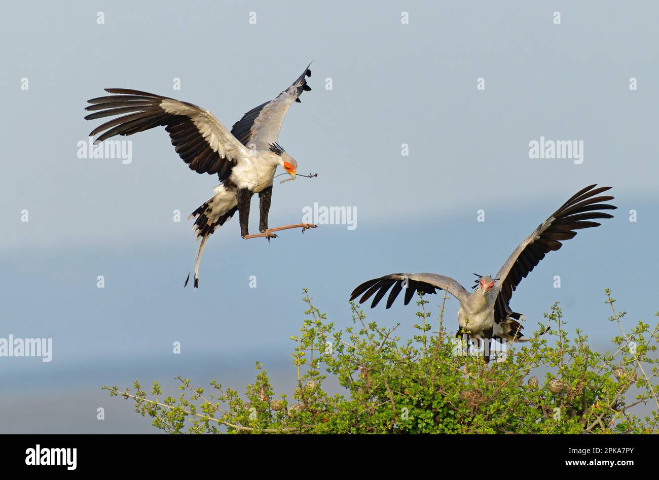 male Secretary bird (Sagittarius serpentarius) flies to nest, Maasai ...