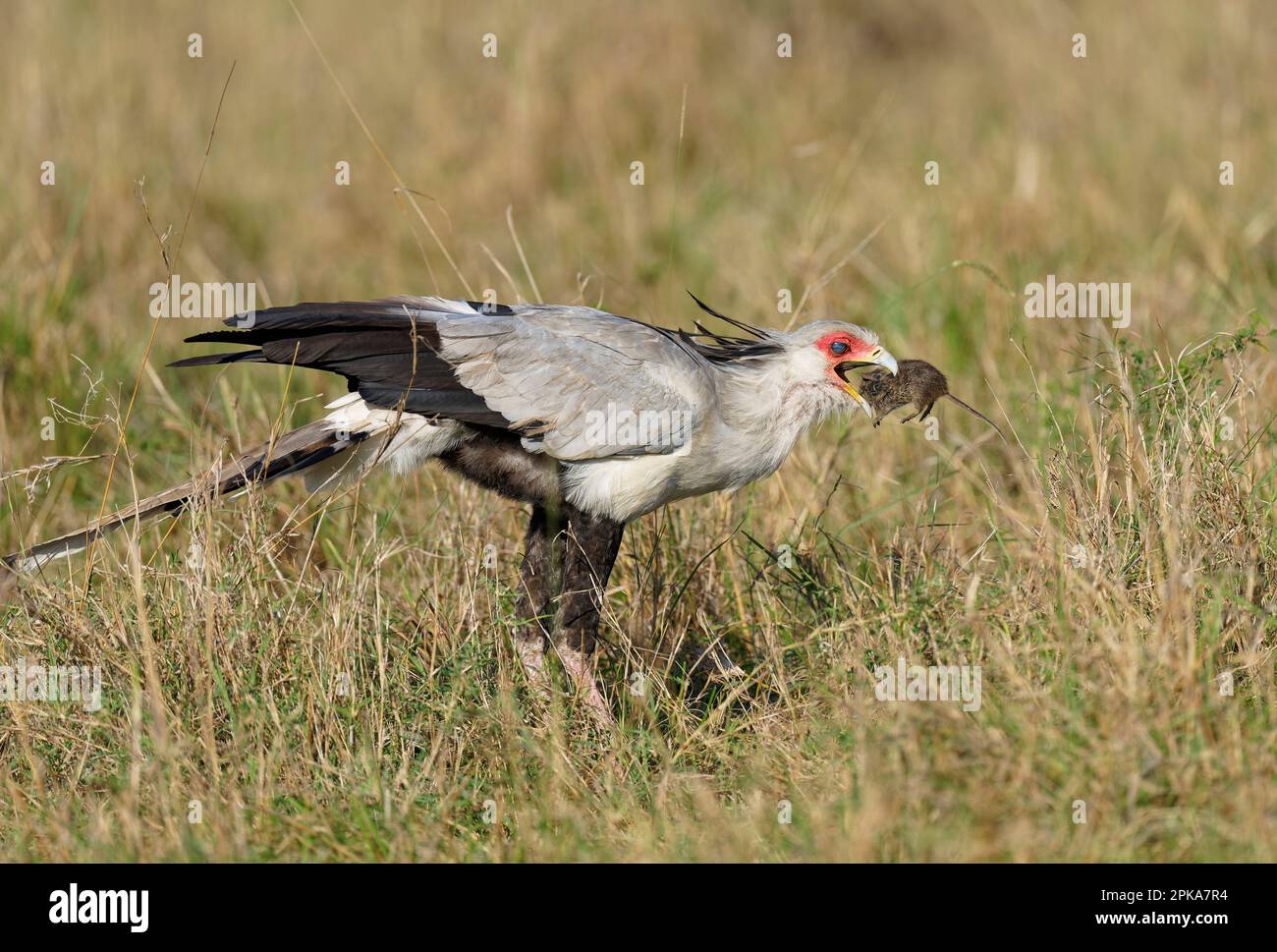 Secretary bird sagittarius serpentarius eats a mouse hi-res stock ...