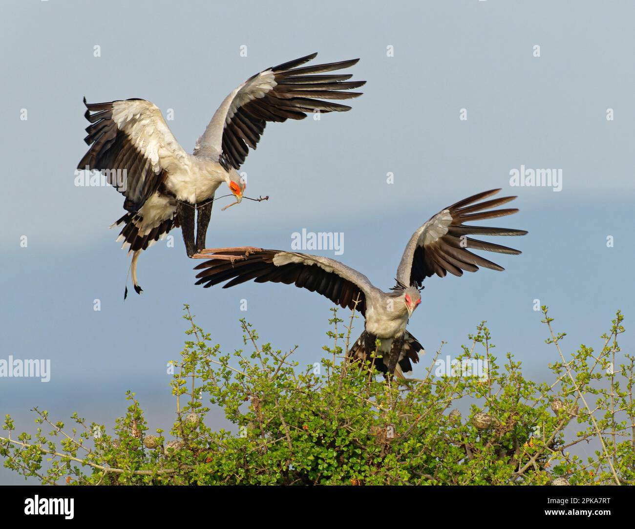 male Secretary bird (Sagittarius serpentarius) flies to nest, Maasai ...