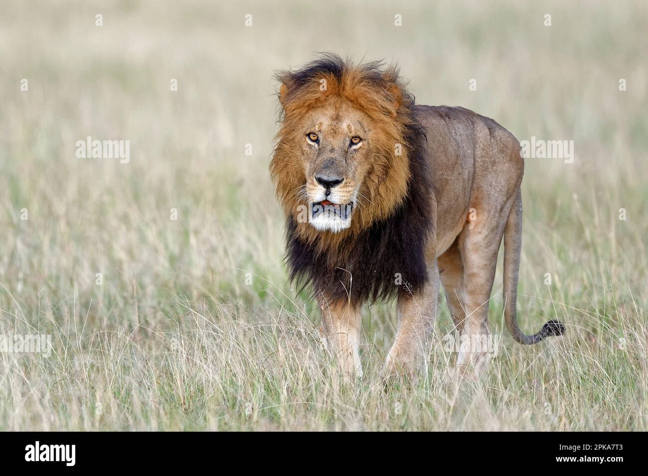 Maned lion (Panthera leo) with very dark mane, Maasai Mara Game Reserve ...
