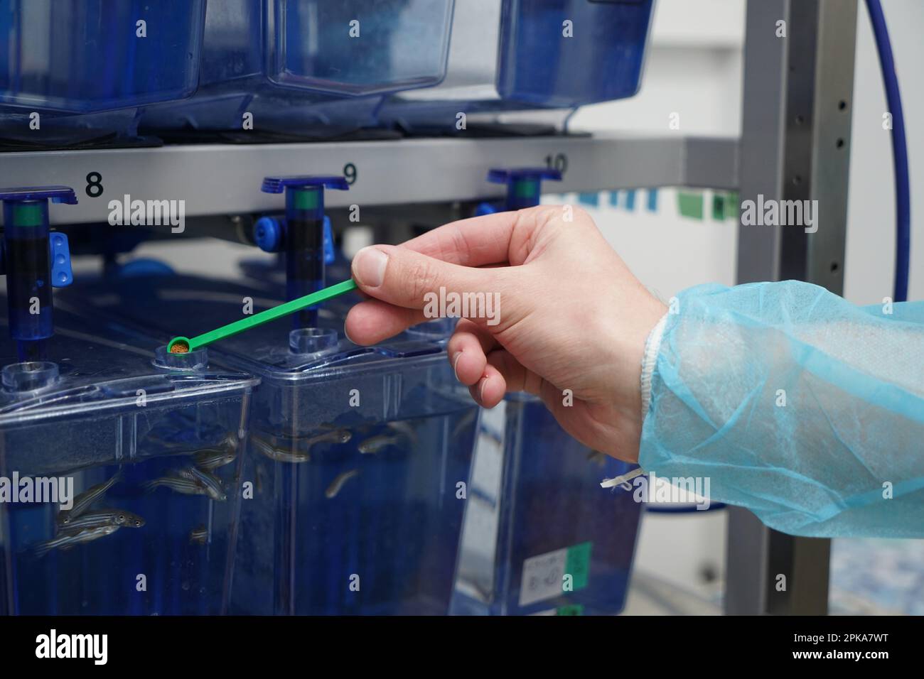 Study on opportunistic infections with Burkholderia cepacia complex ...