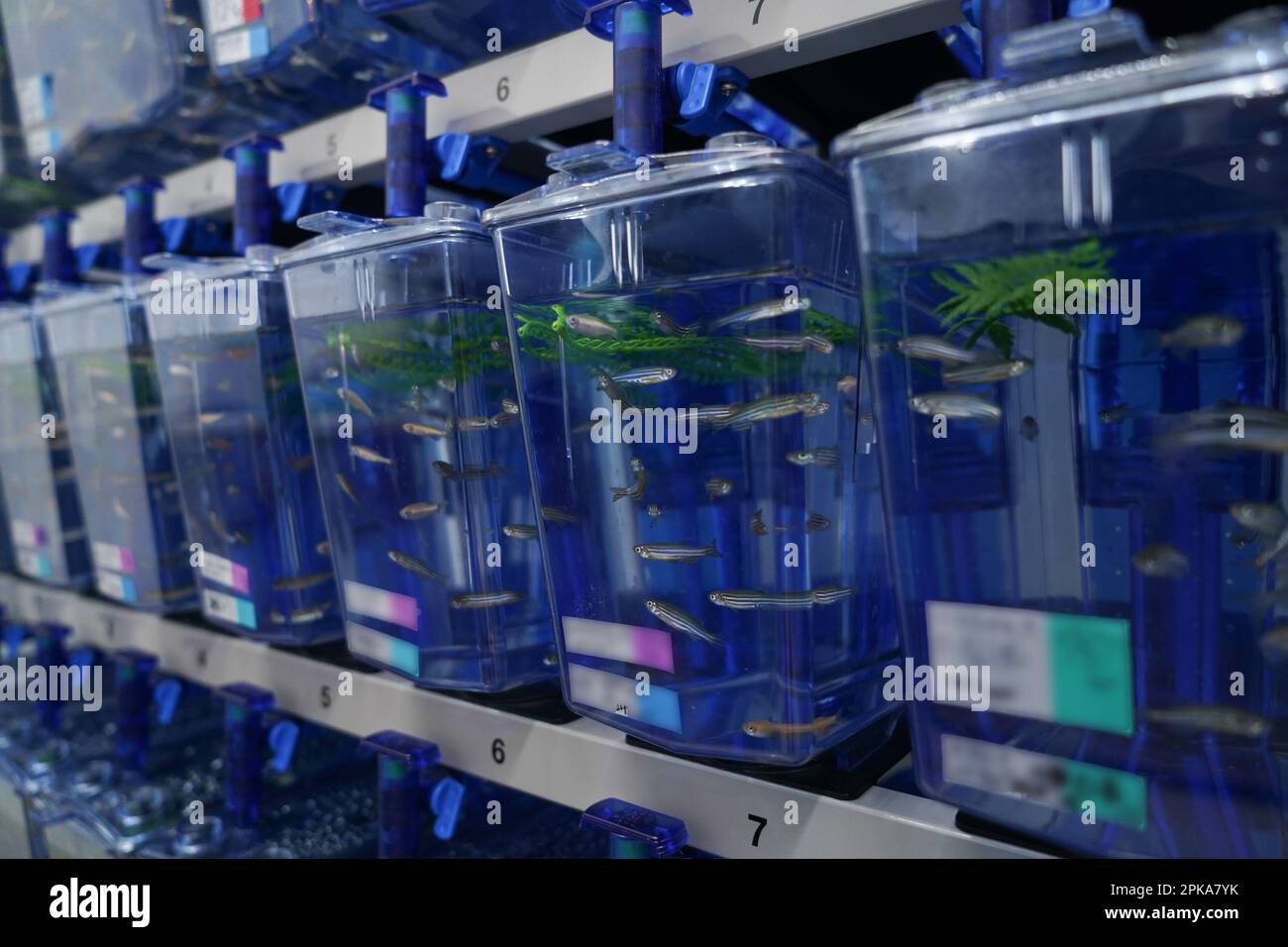 Study on opportunistic infections with Burkholderia cepacia complex ...