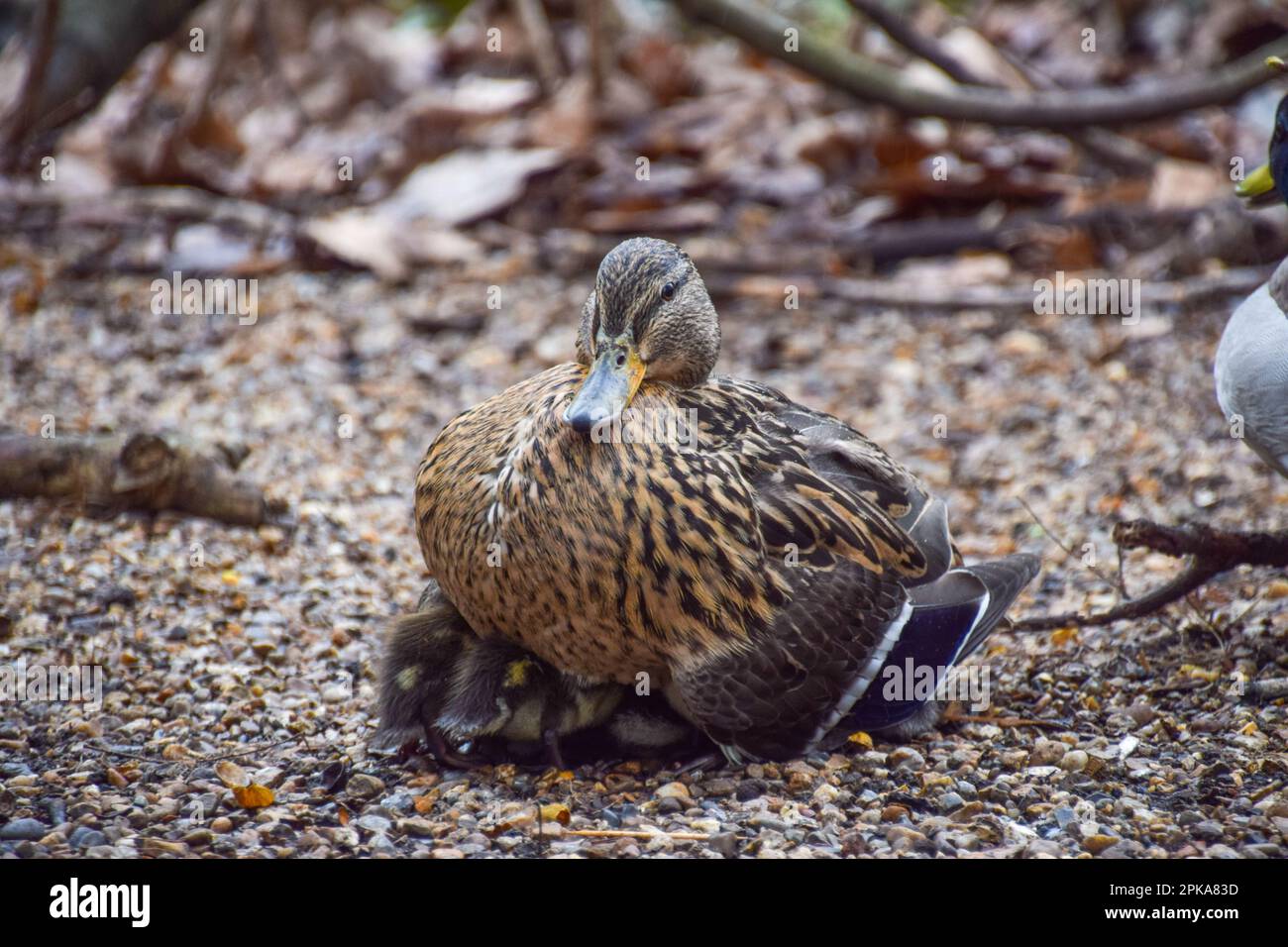 Newborn mallard ducklings snuggle under their mother Stock Photo - Alamy