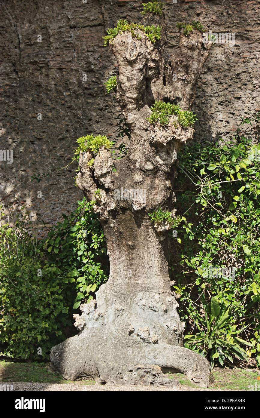 Villa Wolkonsky, the official residence of the British ambassador to ...