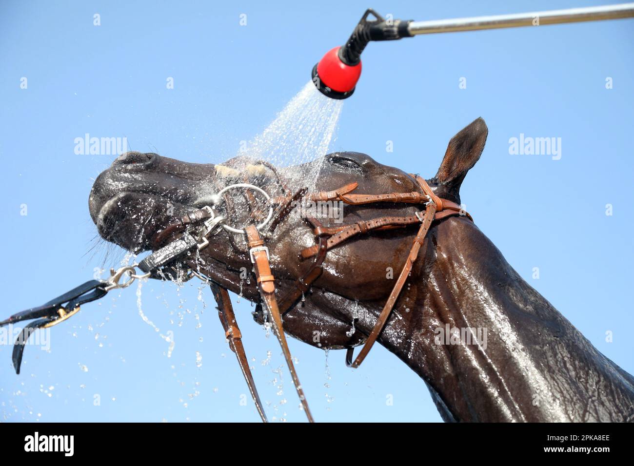 Horse being showered hi-res stock photography and images - Alamy
