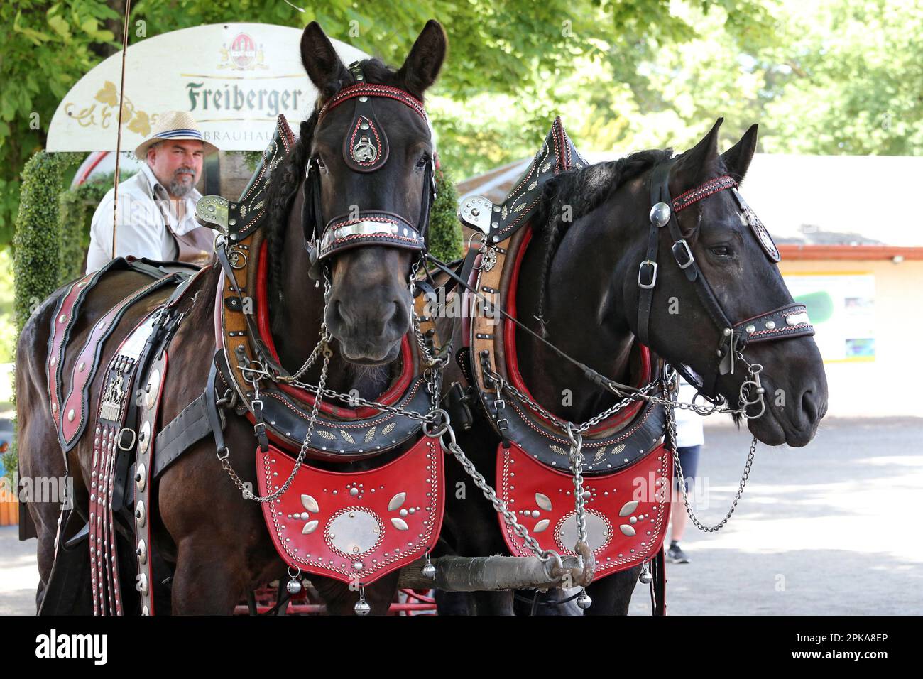 18.06.2022, Germany, Saxony, Dresden - Two-pairs of the Freiberger ...