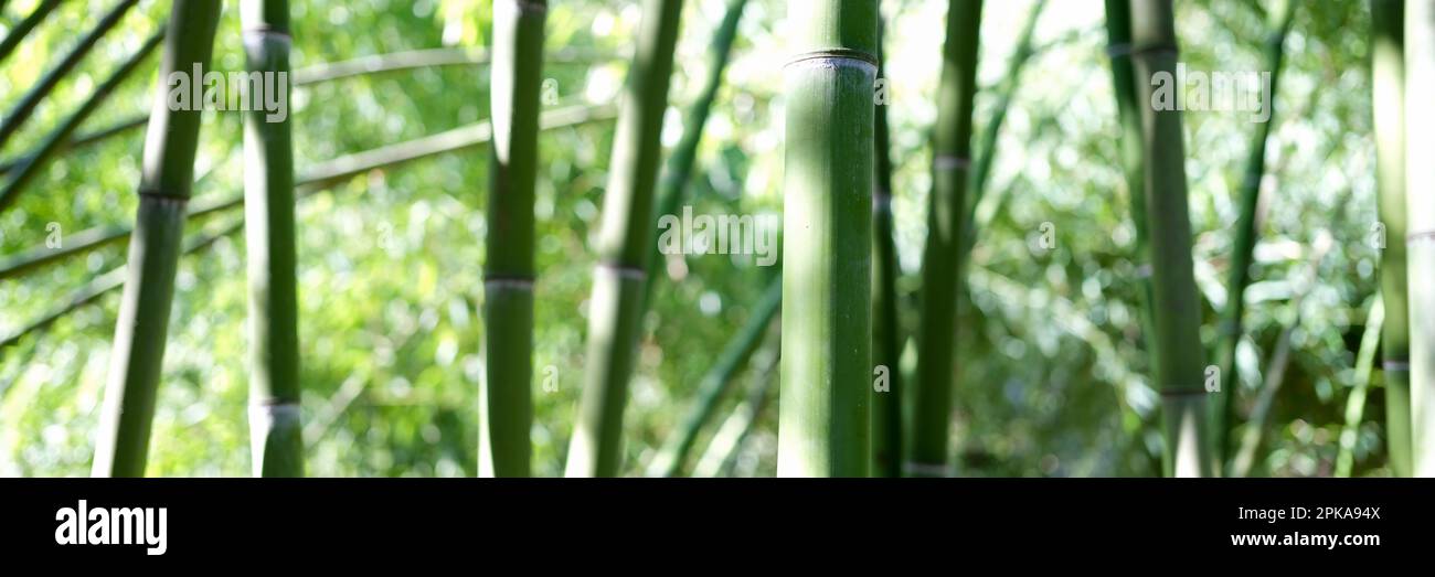 Natural green bamboo grove or forest background, giant woody grass ...