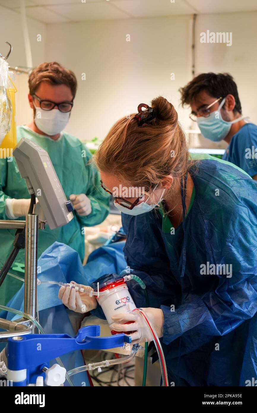 Training of medical interns in the ECMO technique, Extracorporeal ...