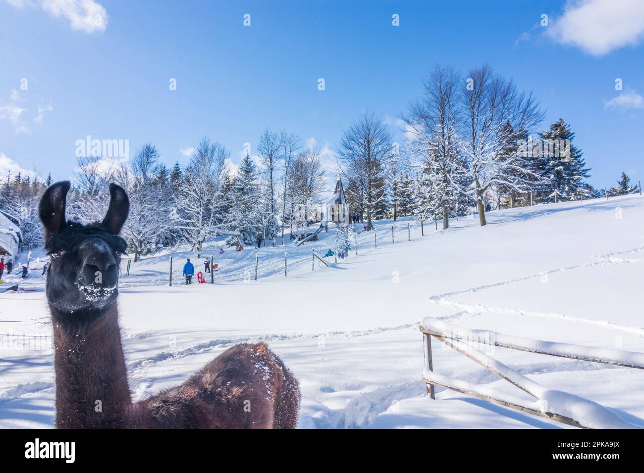 Hohe Wand Nature Park, llama (Lama glama) in game park and snow in ...