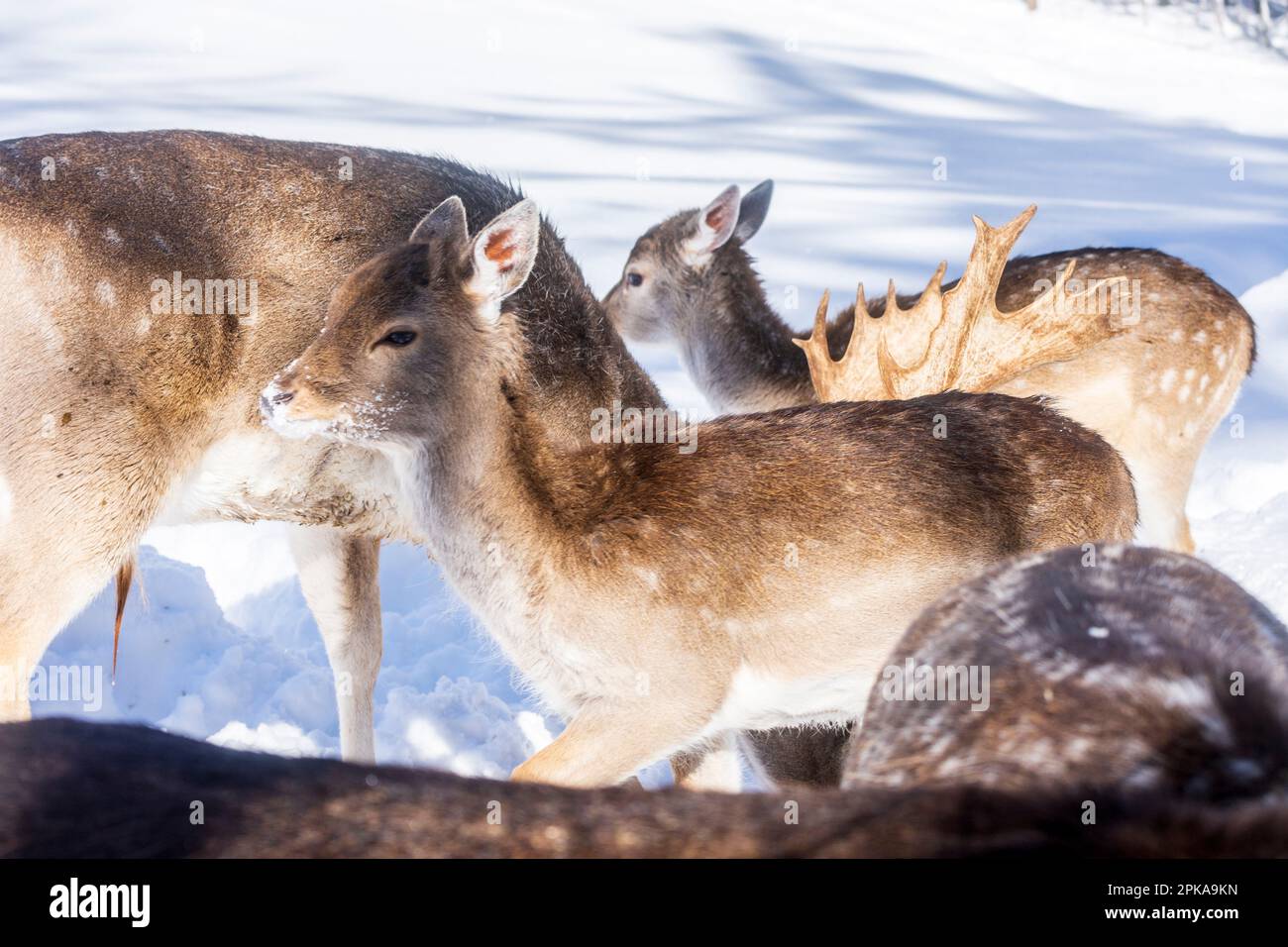 Herd of european fallow deer dama dama in snow hi-res stock photography ...
