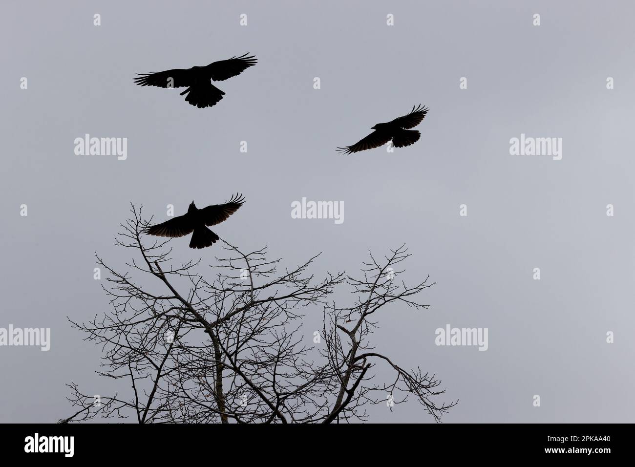 Three black crows corvus hi-res stock photography and images - Alamy