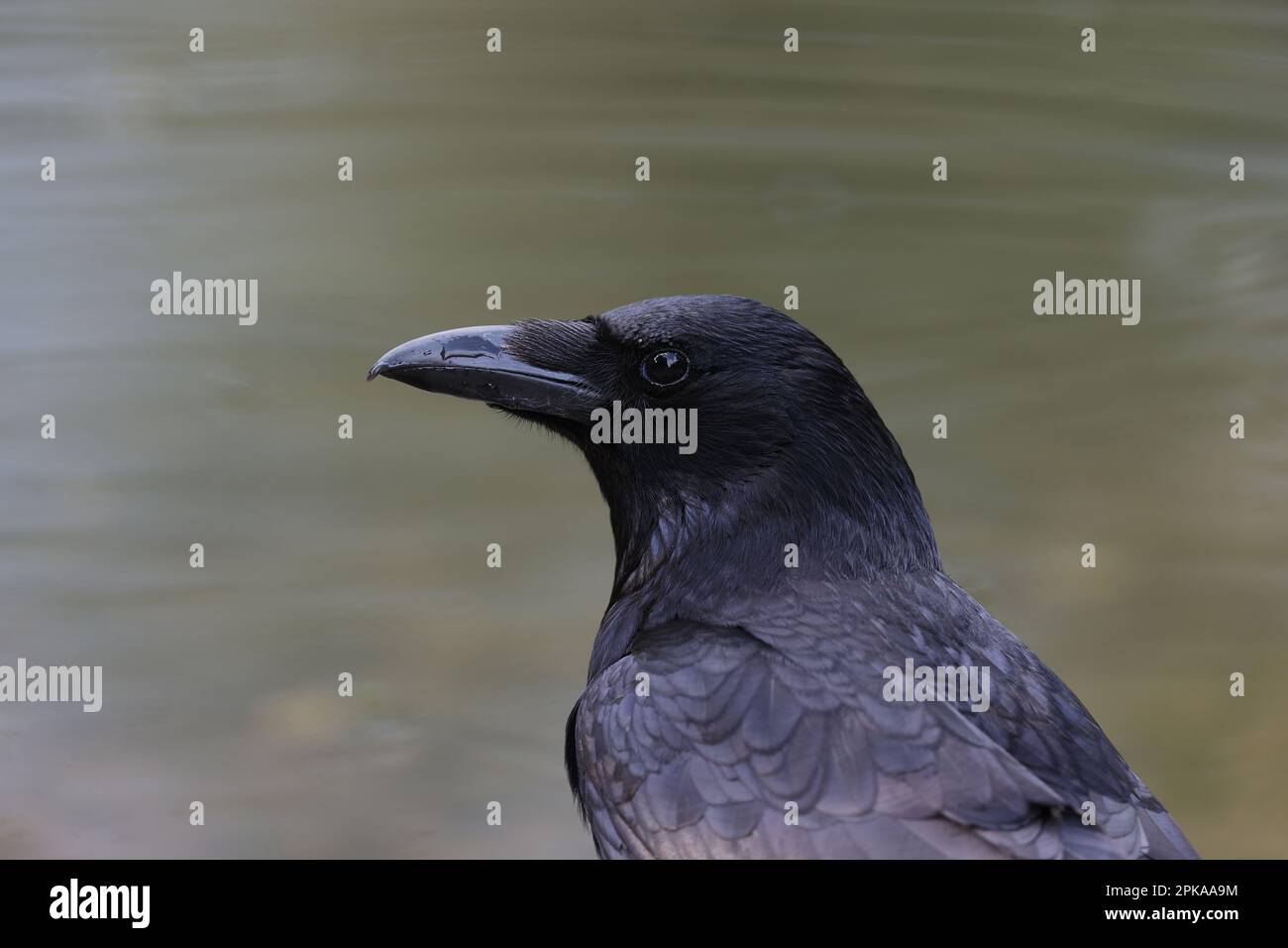 Black crow in a park in Paris, Ile de France, France Stock Photo - Alamy
