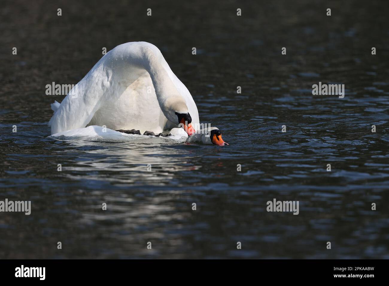 Mute swans in a park in Paris, Ile de France, France Stock Photo - Alamy