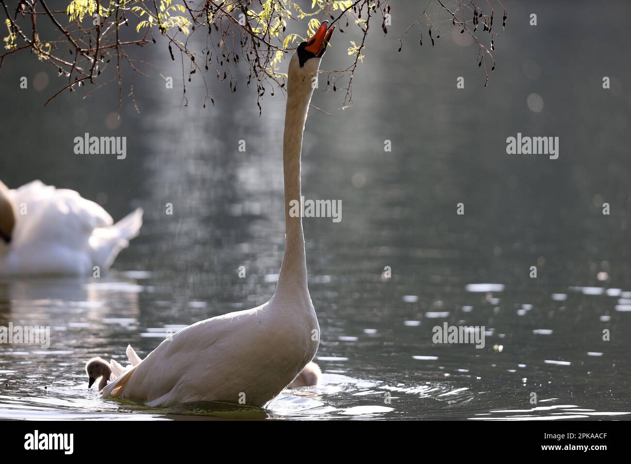 Mute swan in a park in Paris, Ile de France, France Stock Photo - Alamy
