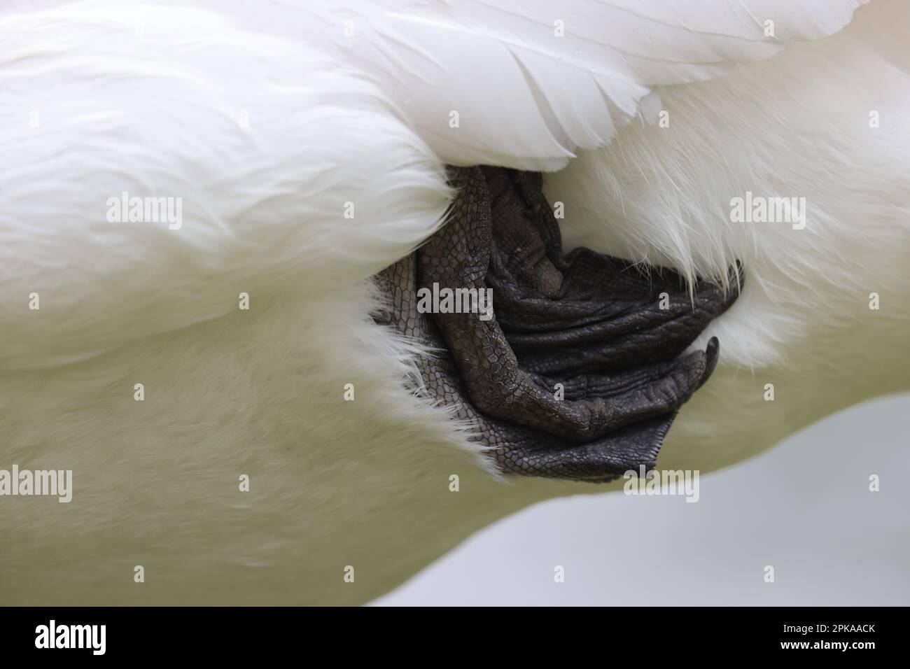 Mute swan in a park in Paris, Ile de France, France Stock Photo - Alamy