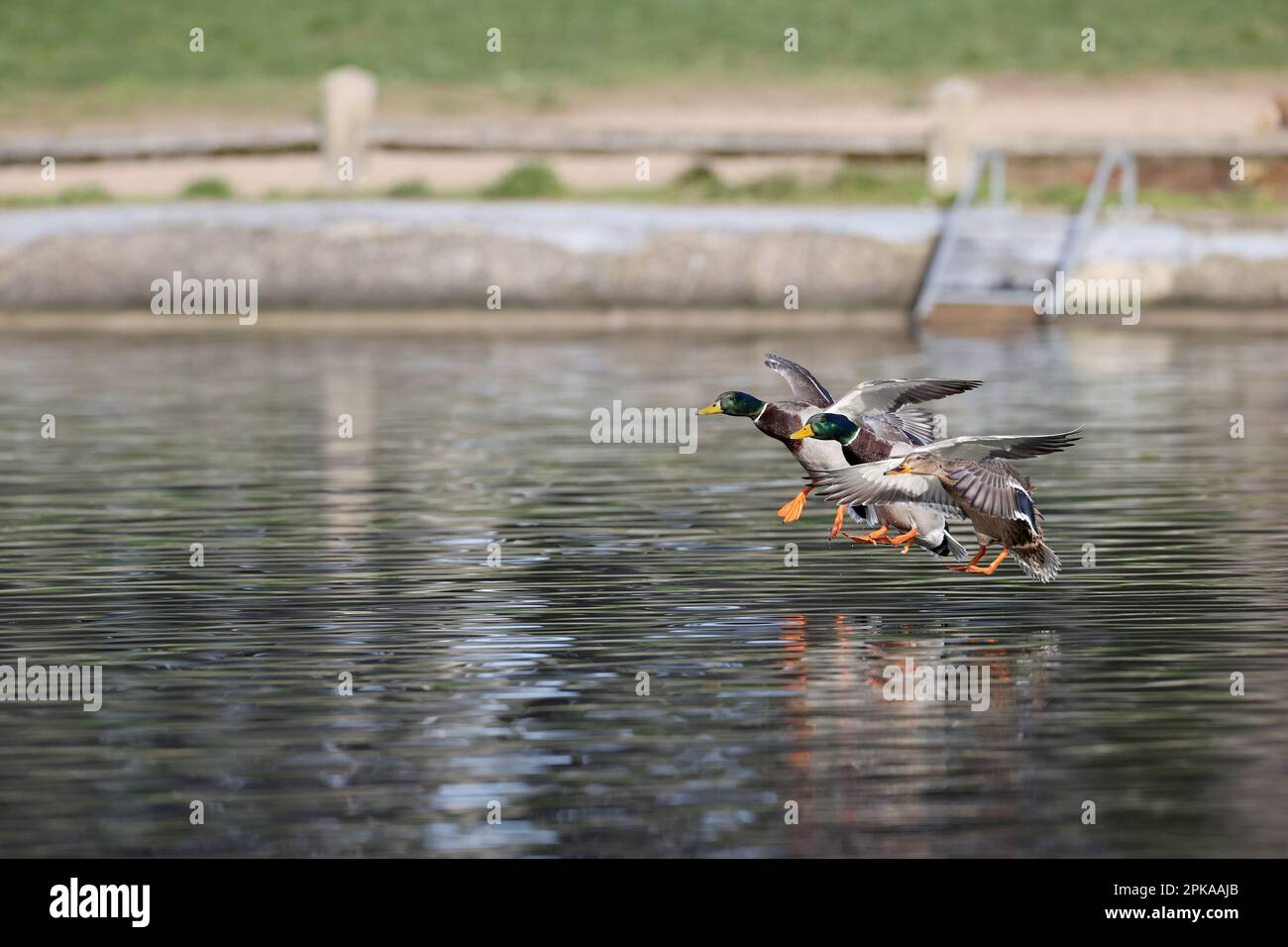 Mallard duck in a park in Paris, Ile de France, France Stock Photo - Alamy