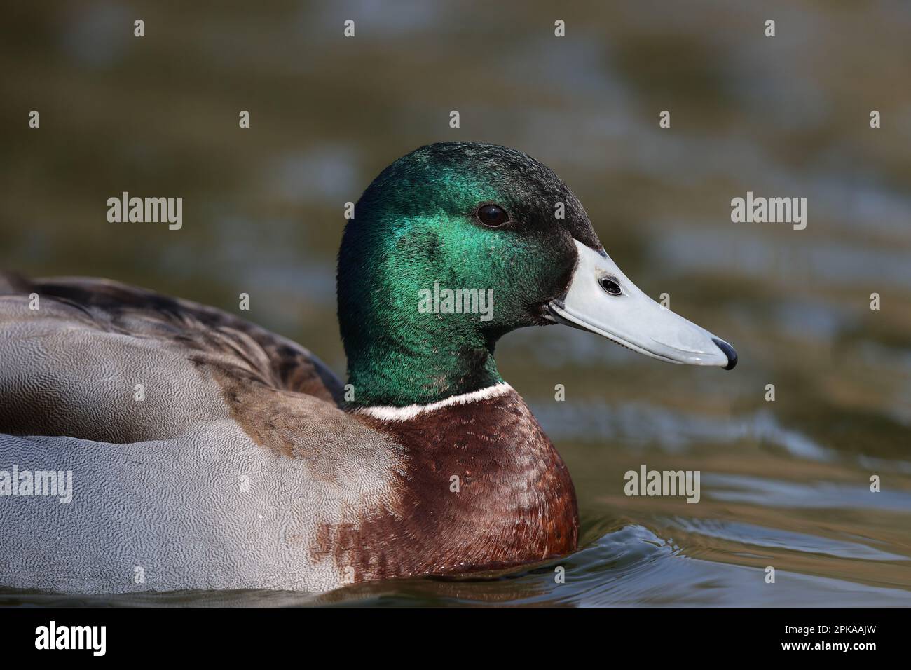 Mallard duck in a park in Paris, Ile de France, France Stock Photo - Alamy