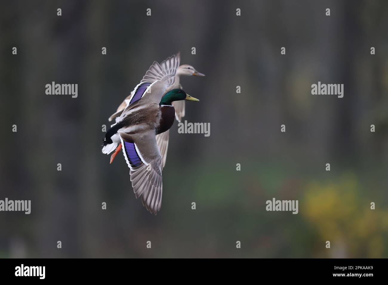Mallard duck in a park in Paris, Ile de France, France Stock Photo - Alamy