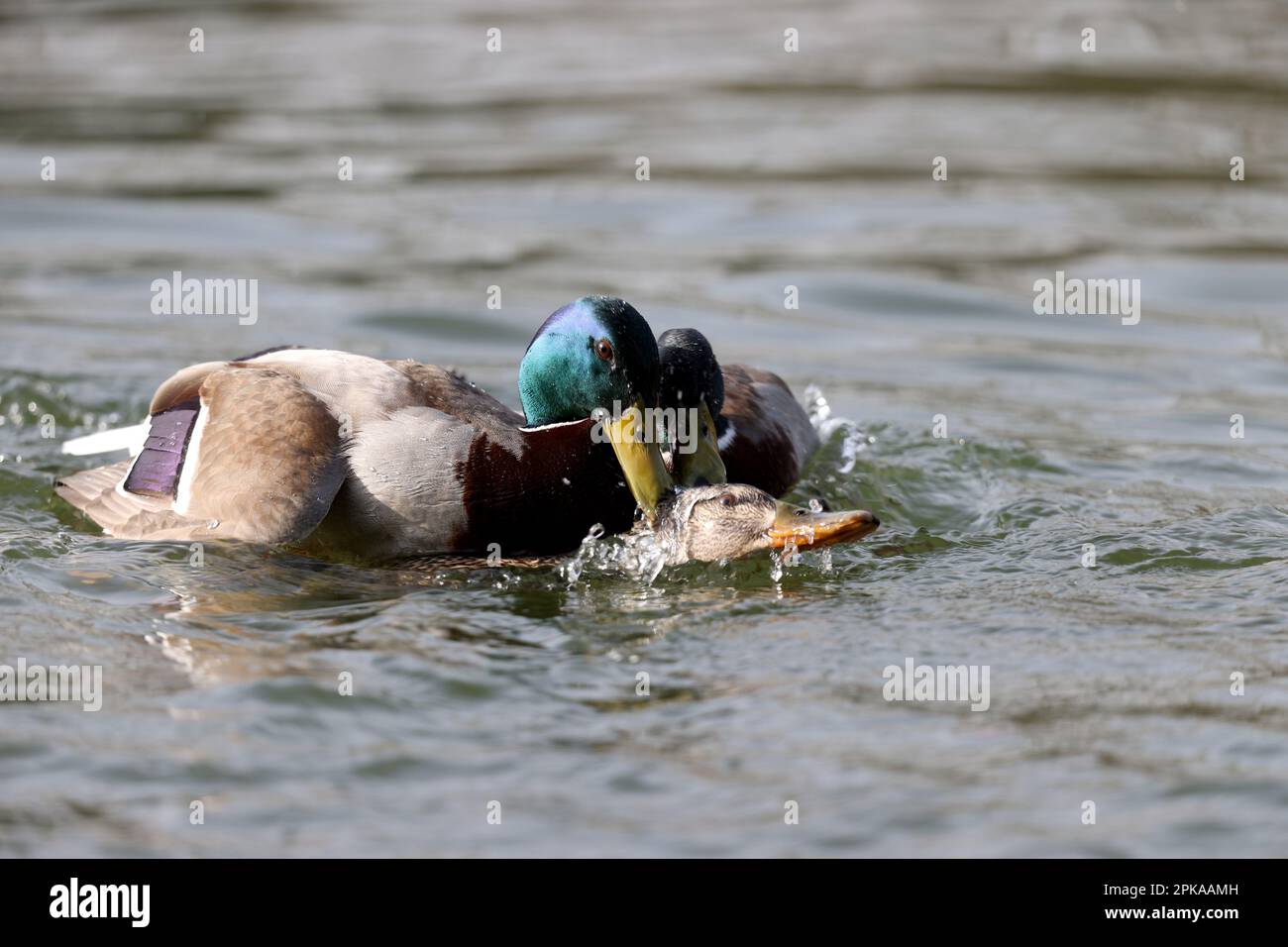 Mallard duck in a park in Paris, Ile de France, France Stock Photo - Alamy