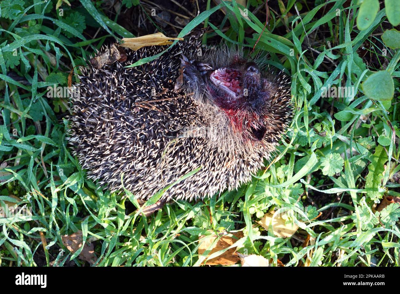 Dead hedgehog hi-res stock photography and images - Alamy