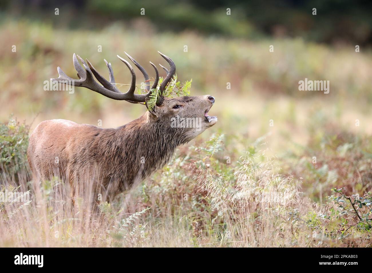 The slab is the call made by deer to attract the attention of females ...