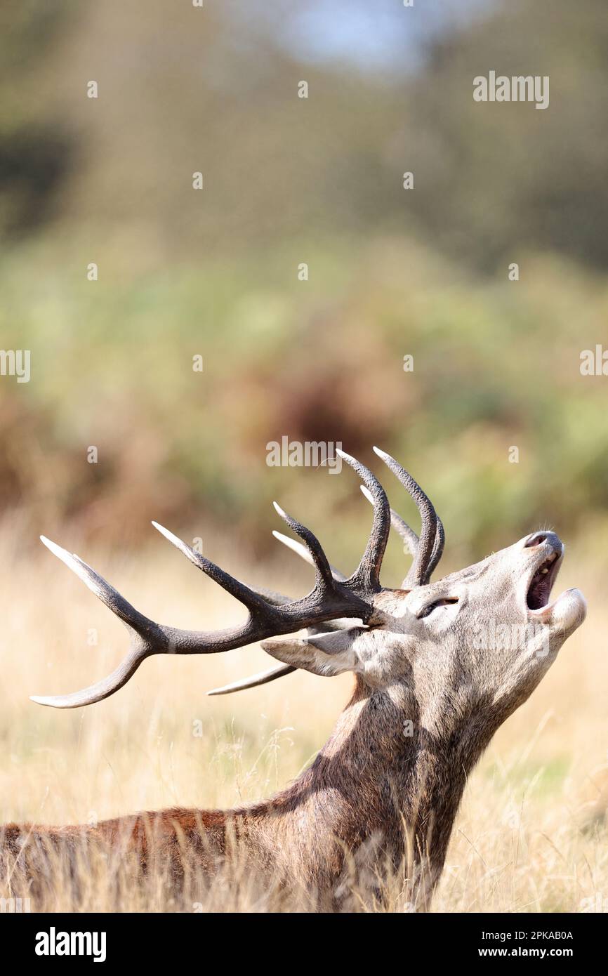 The slab is the call made by deer to attract the attention of females ...