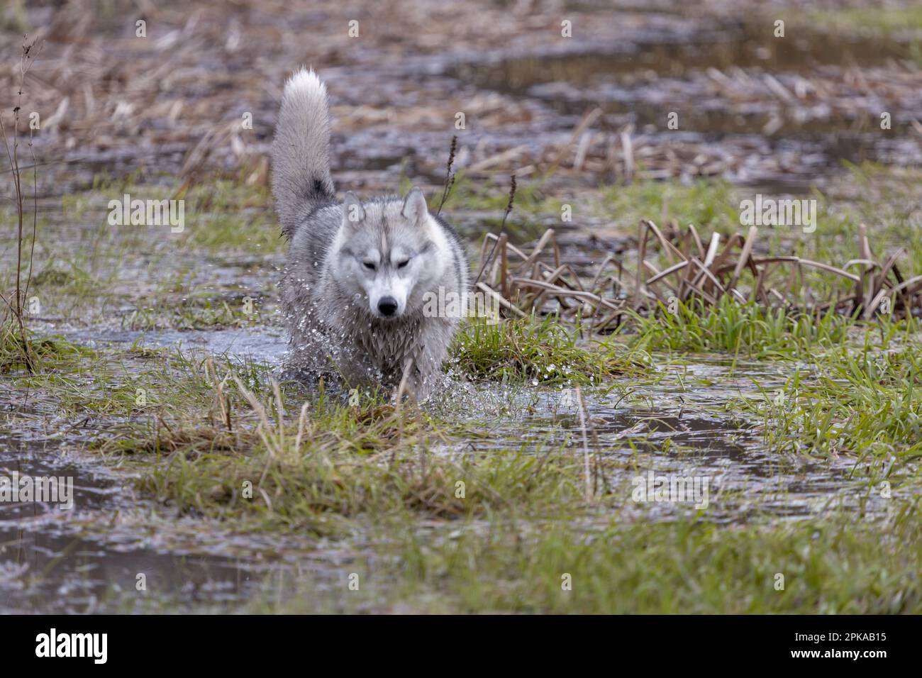 Quadrope hi-res stock photography and images - Alamy