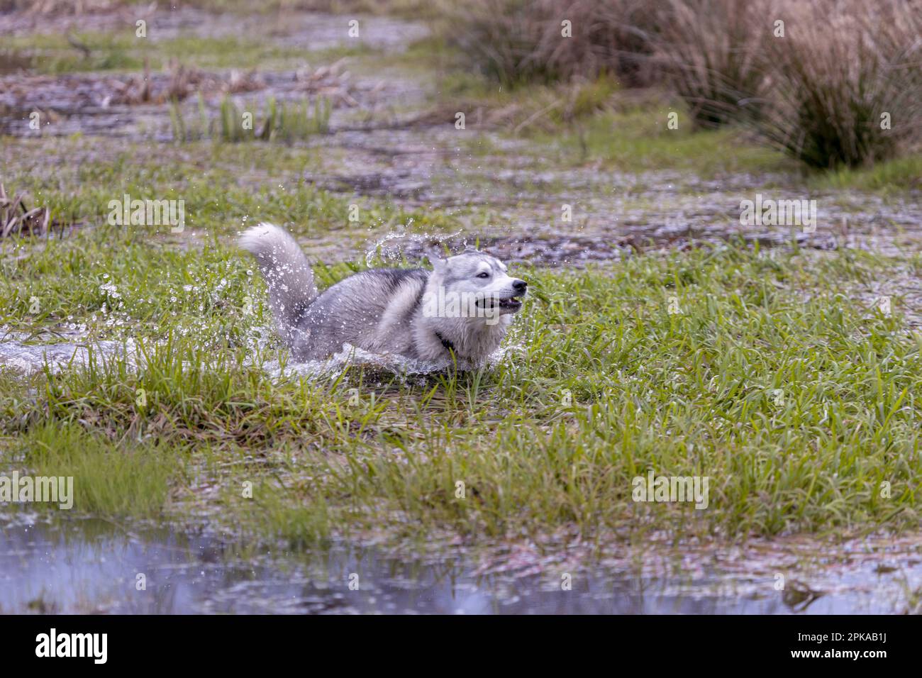 Quadrope hi-res stock photography and images - Alamy