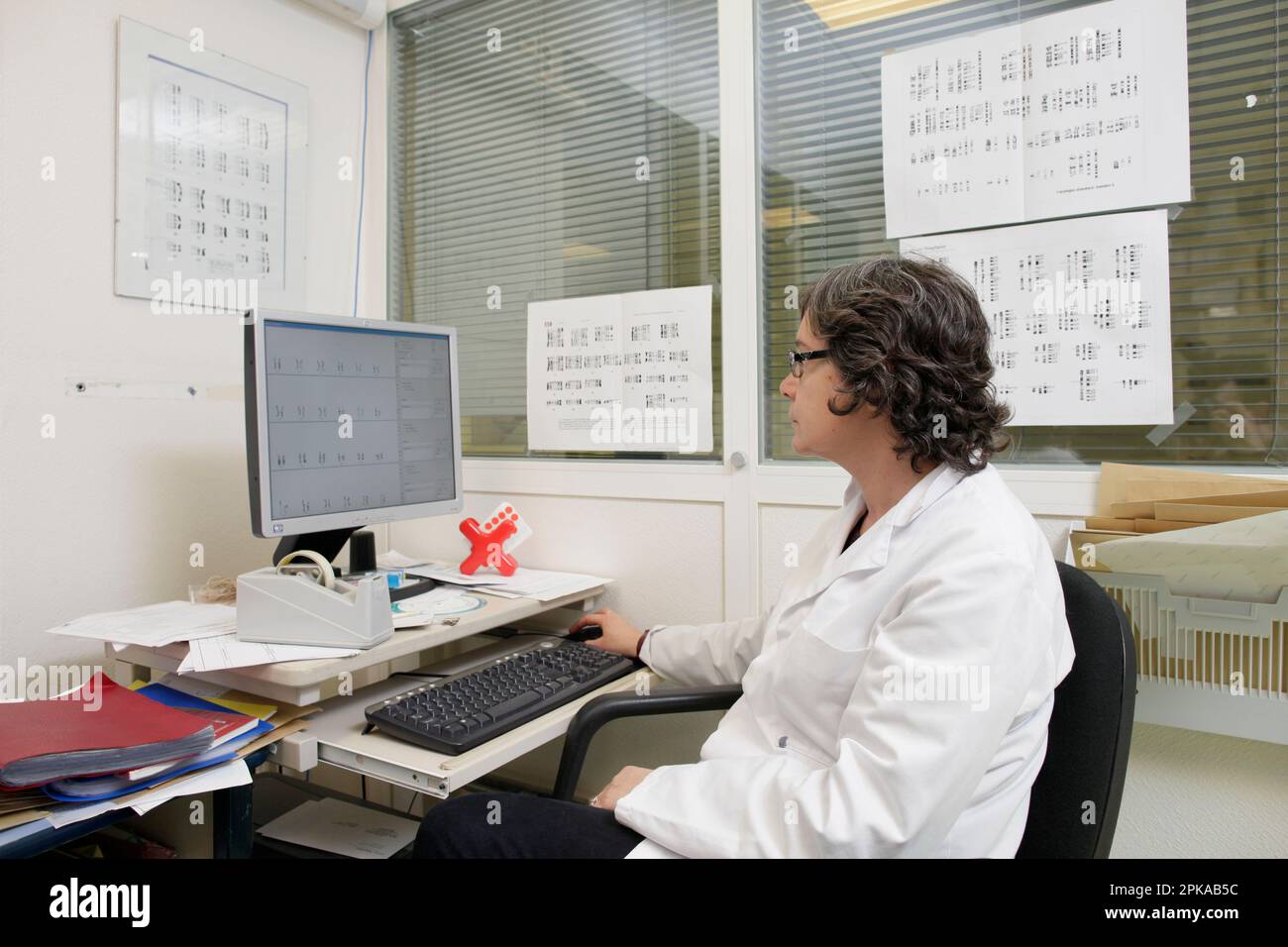 Cytogenetics laboratory, surrounded by karyotypes, a doctor analyzes ...