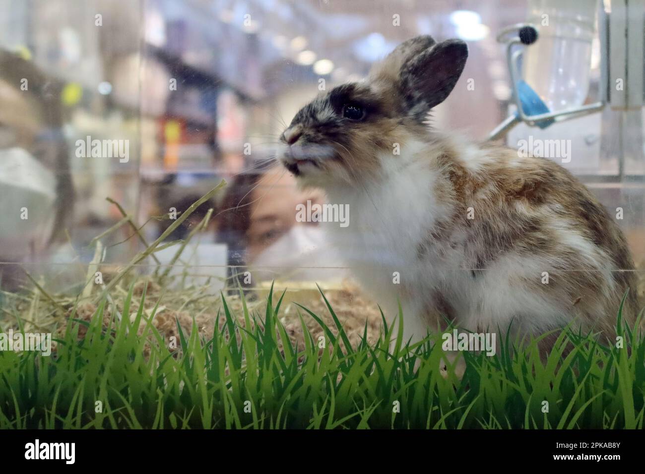 10.12.2022, China, Hong Kong, Hong Kong - Rabbit being watched by two ...