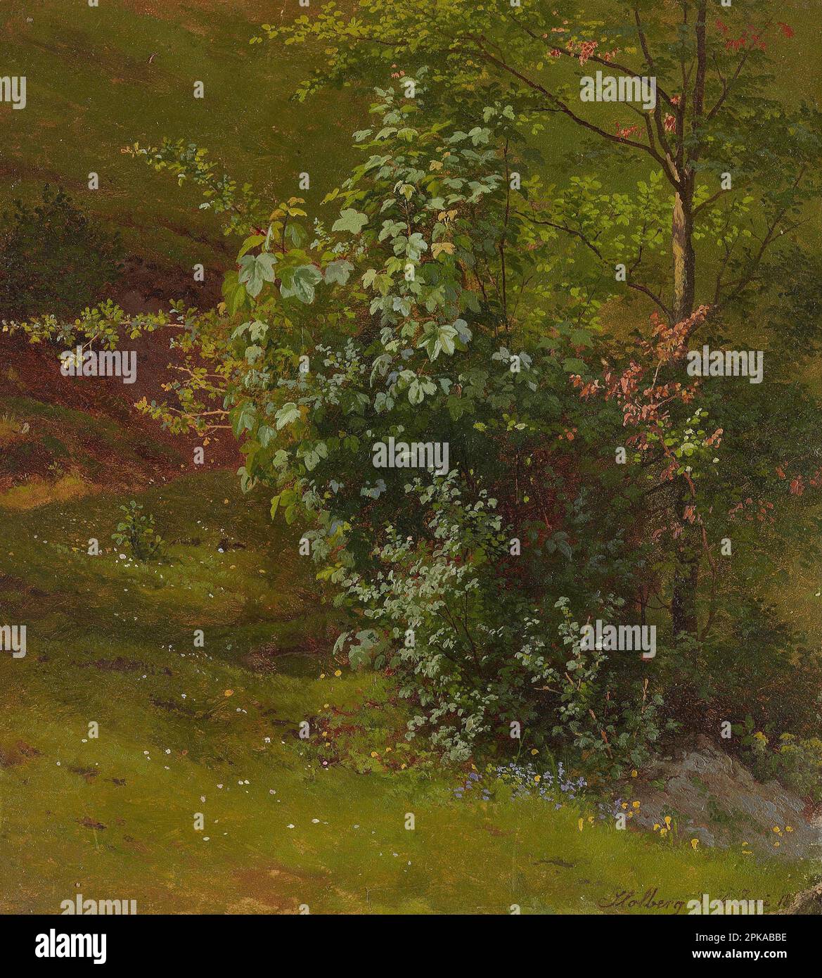 Tree study circa 1840 by Ludwig Richter Stock Photo - Alamy