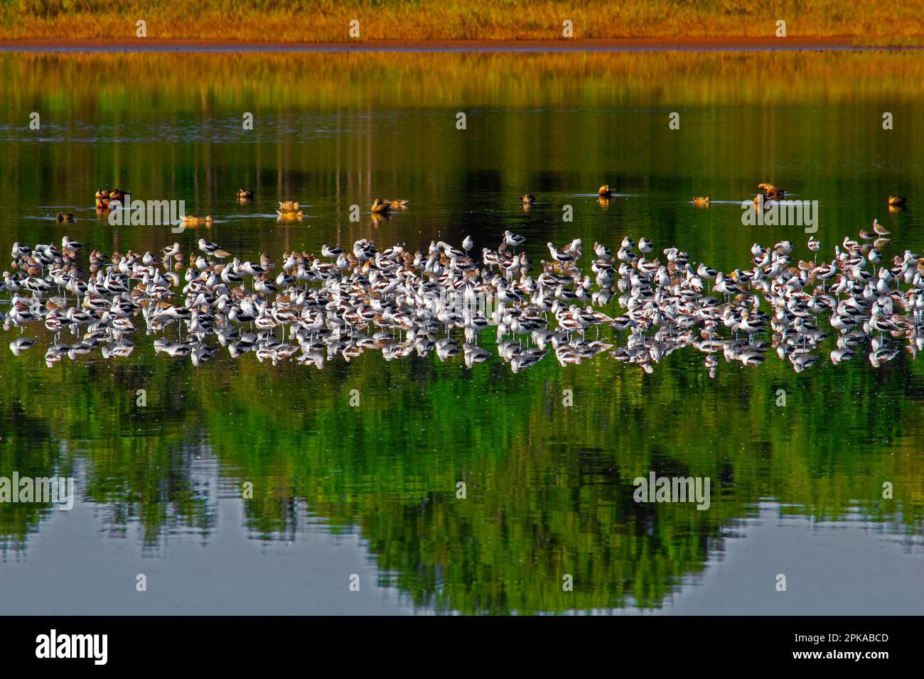Delmarva shorebirds hi-res stock photography and images - Alamy