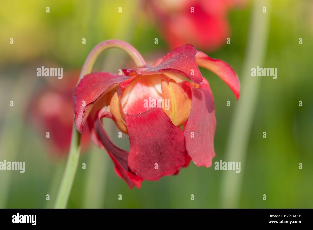 Close-up of Sarracenia purpurea plant growing in a Texas garden Stock ...