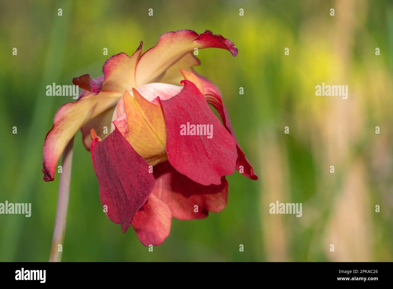 Purple pitcher plant growing in a Texas garden Stock Photo - Alamy