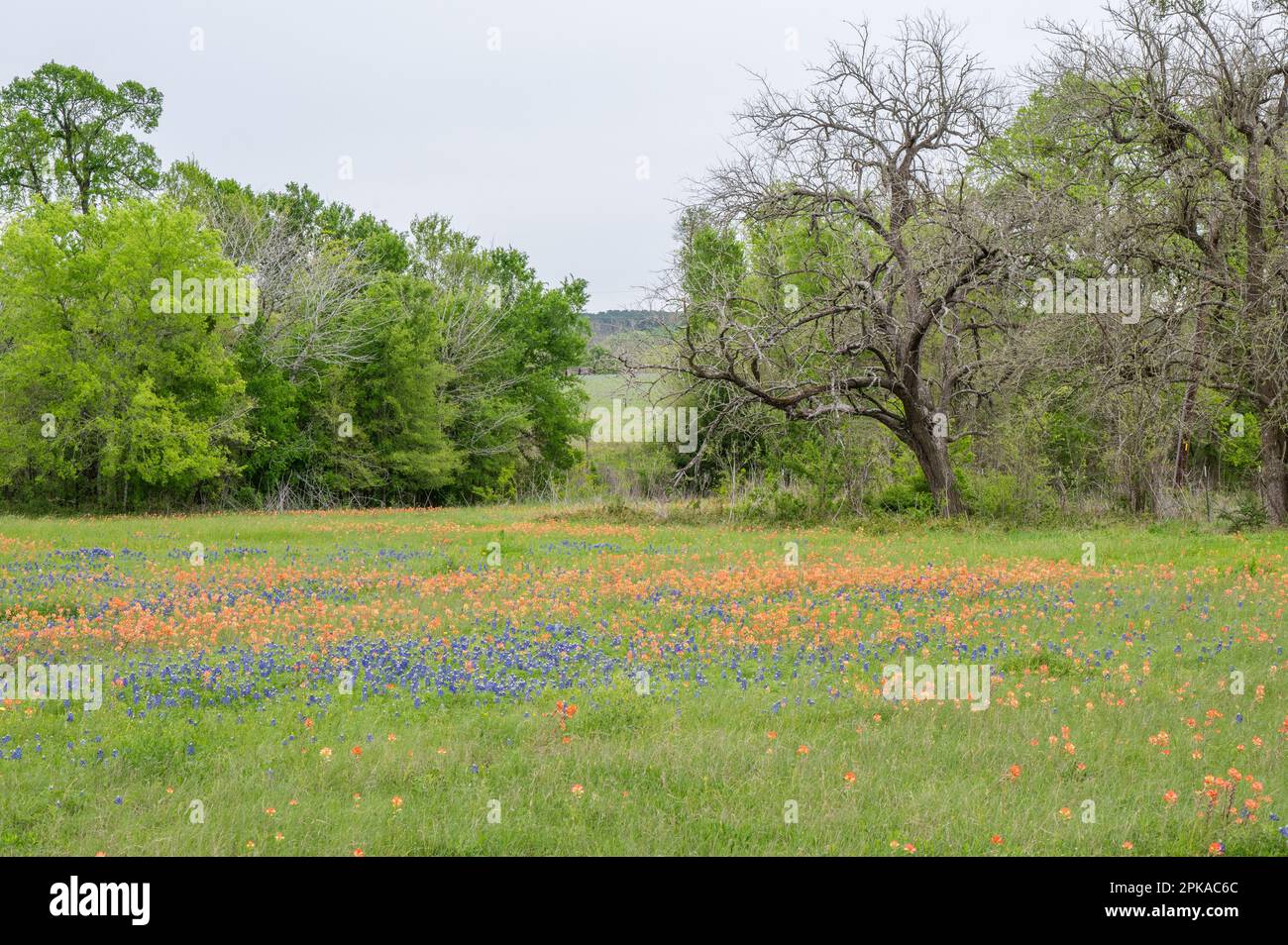 A field filled with bluebonnets and indian paintbrush on an overcast ...