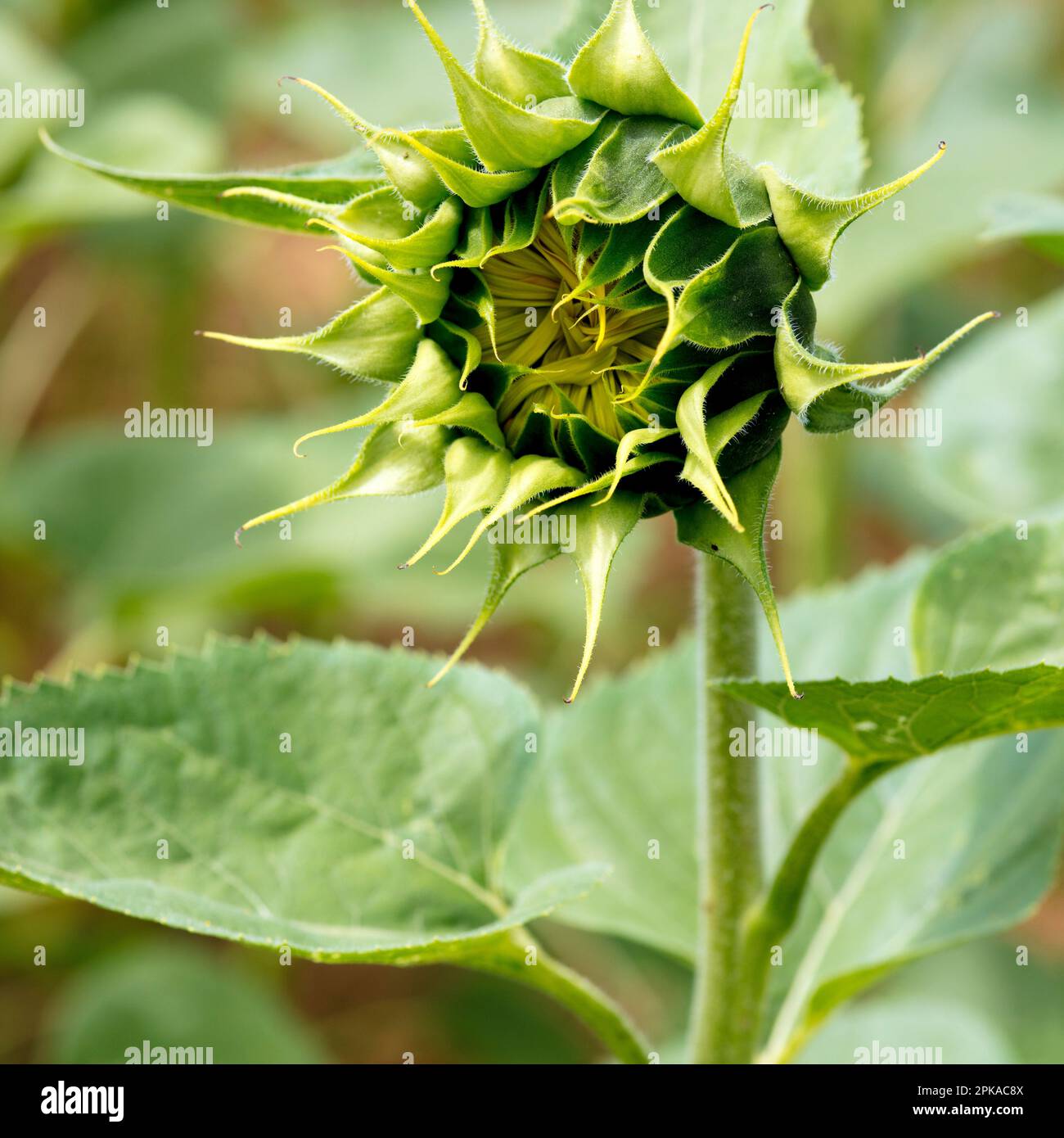 Sunflower, bud, closed, rising, close-up, flower, botany, flora, Bad ...