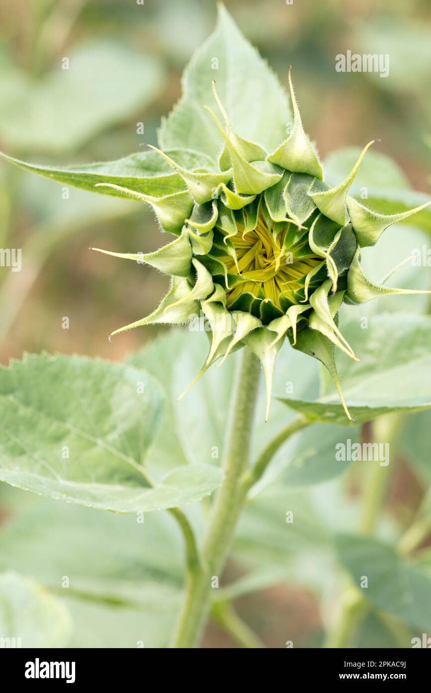 Sunflower, bud, closed, rising, close-up, flower, botany, flora, Bad ...