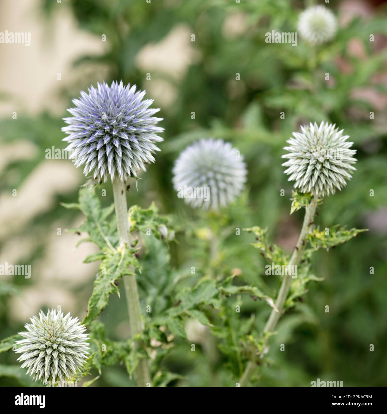 Blue ball thistle, thistle, Echinops, plant, botany, summer, nature ...