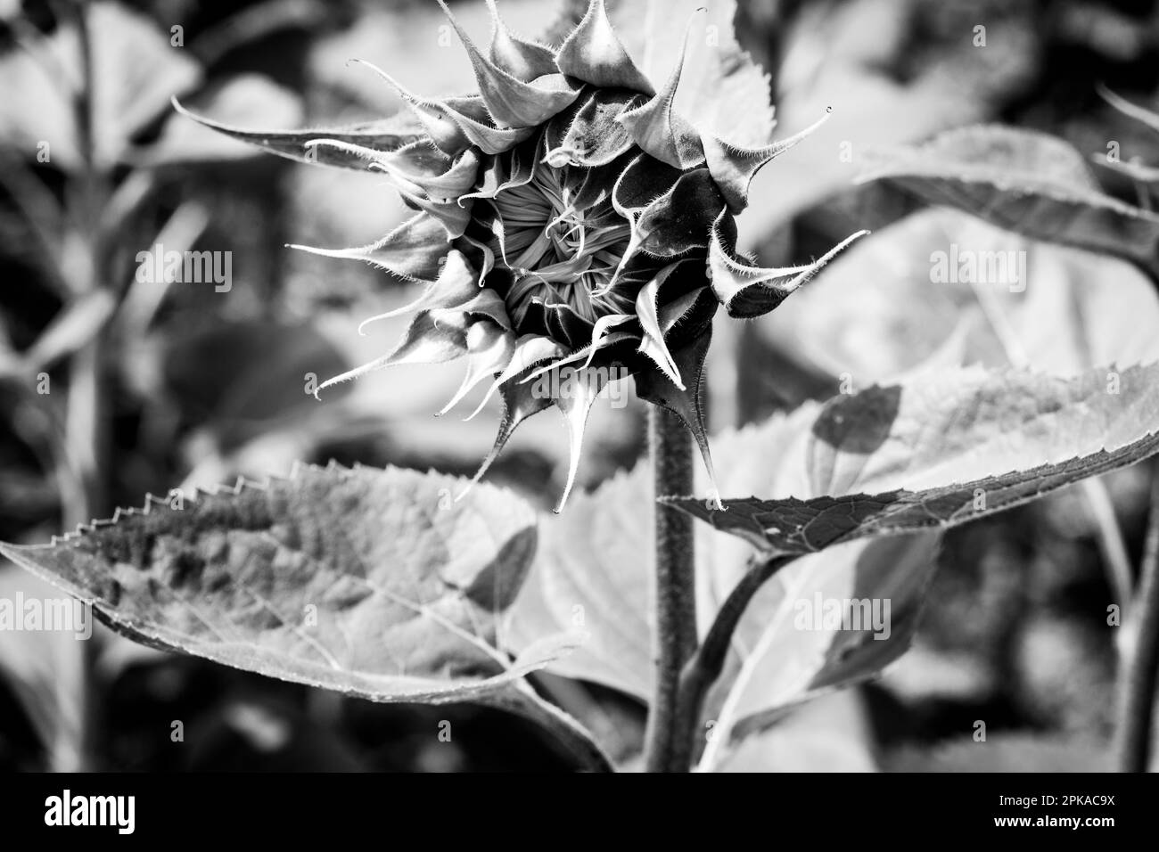 Sunflower, bud, closed, rising, close-up, flower, botany, flora, Bad ...