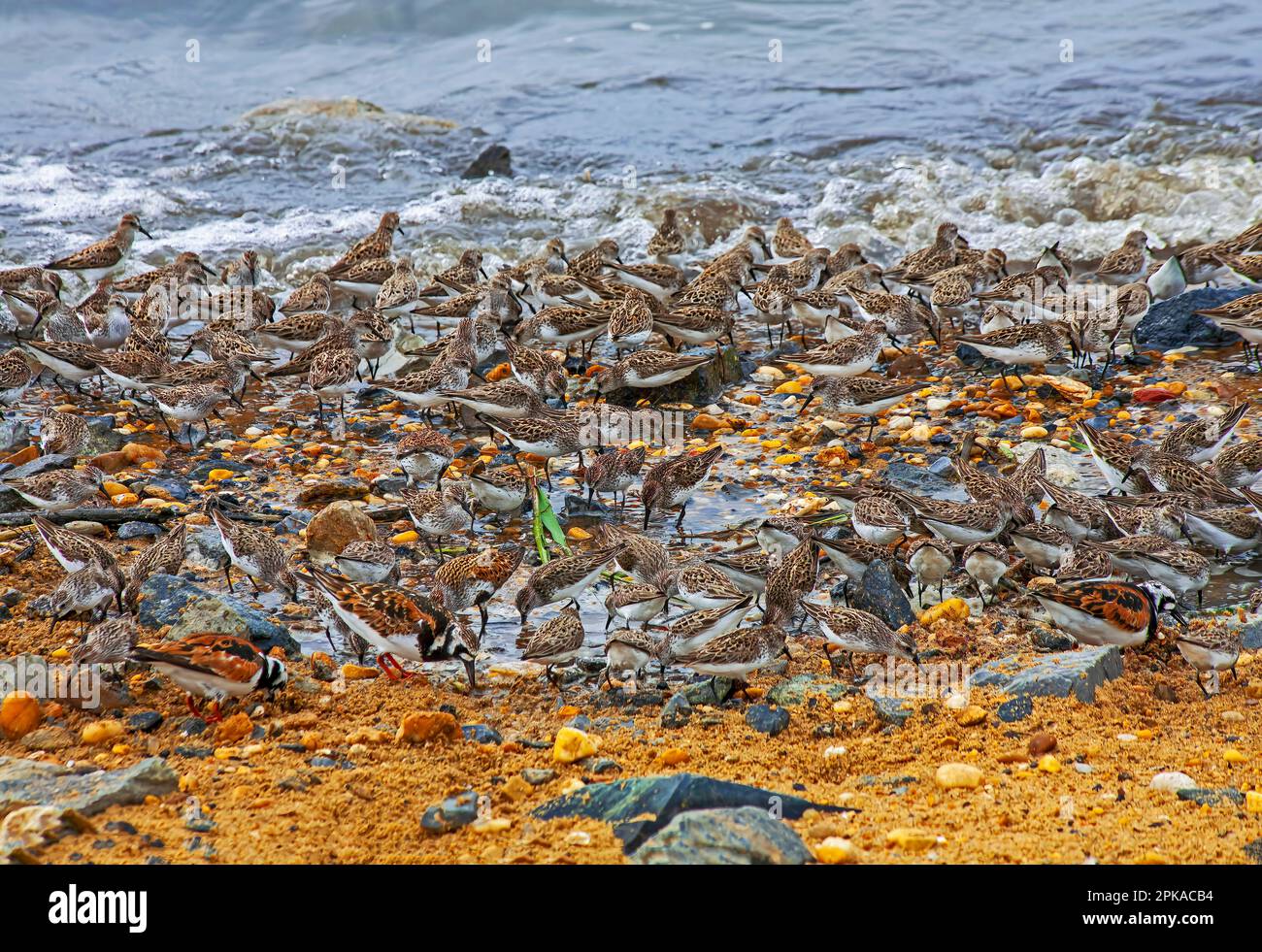 Shorebirds feeding on horseshoe crab eggs during spring migration on ...