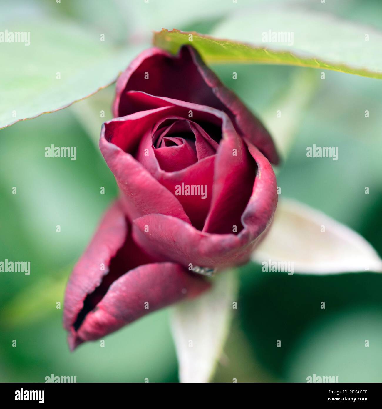 Execution capability hi-res stock photography and images - Alamy