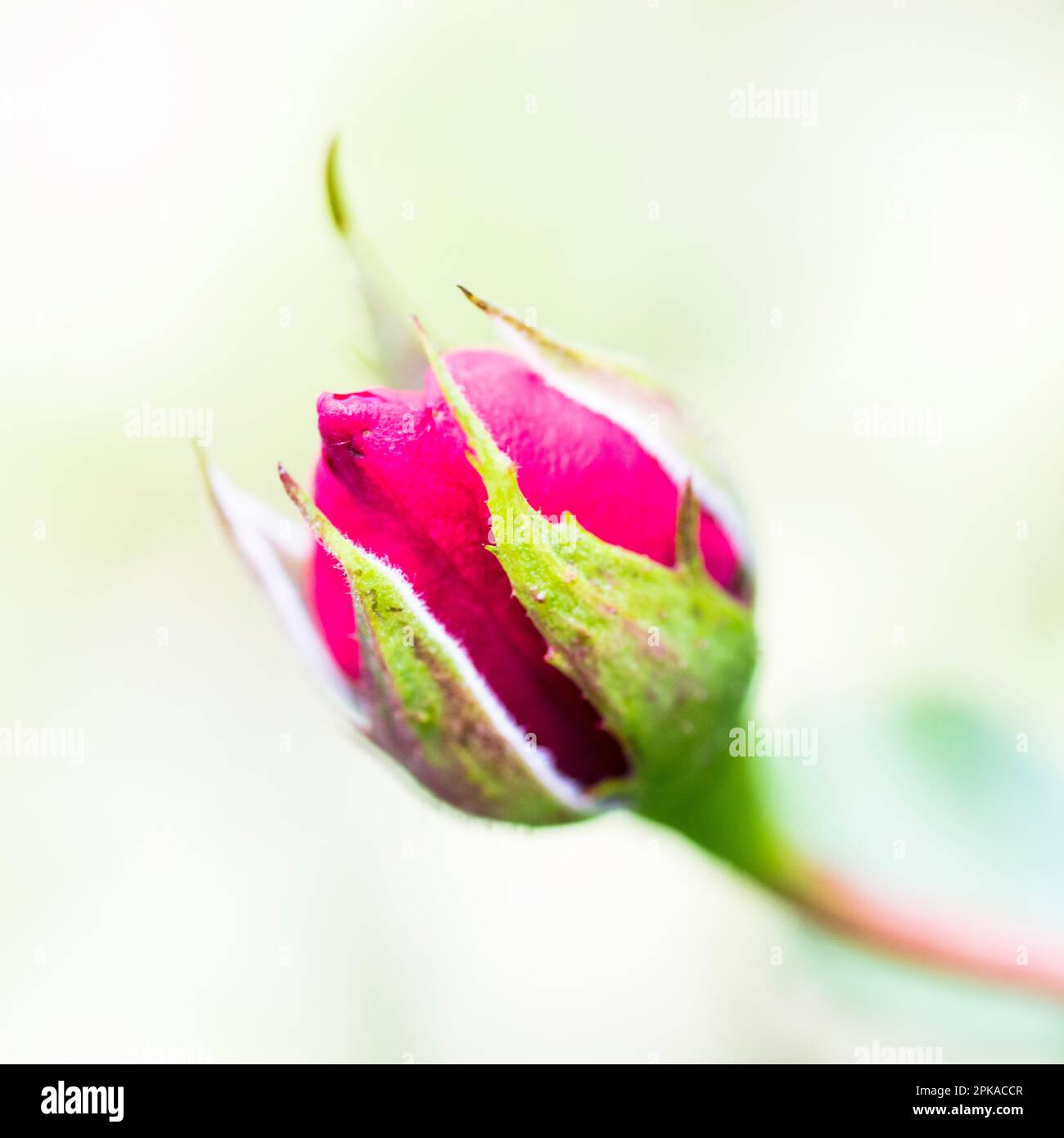 Execution capability hi-res stock photography and images - Alamy