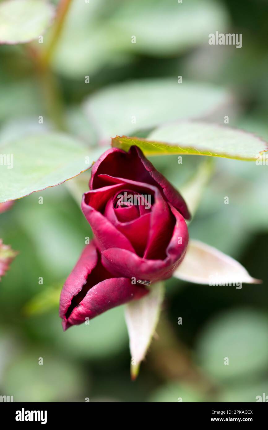 Rose, blossom, buds, blooming, close-up, flower, botany, flora, summer ...