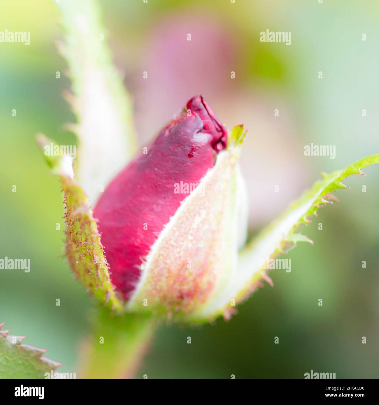 Execution capability hi-res stock photography and images - Alamy