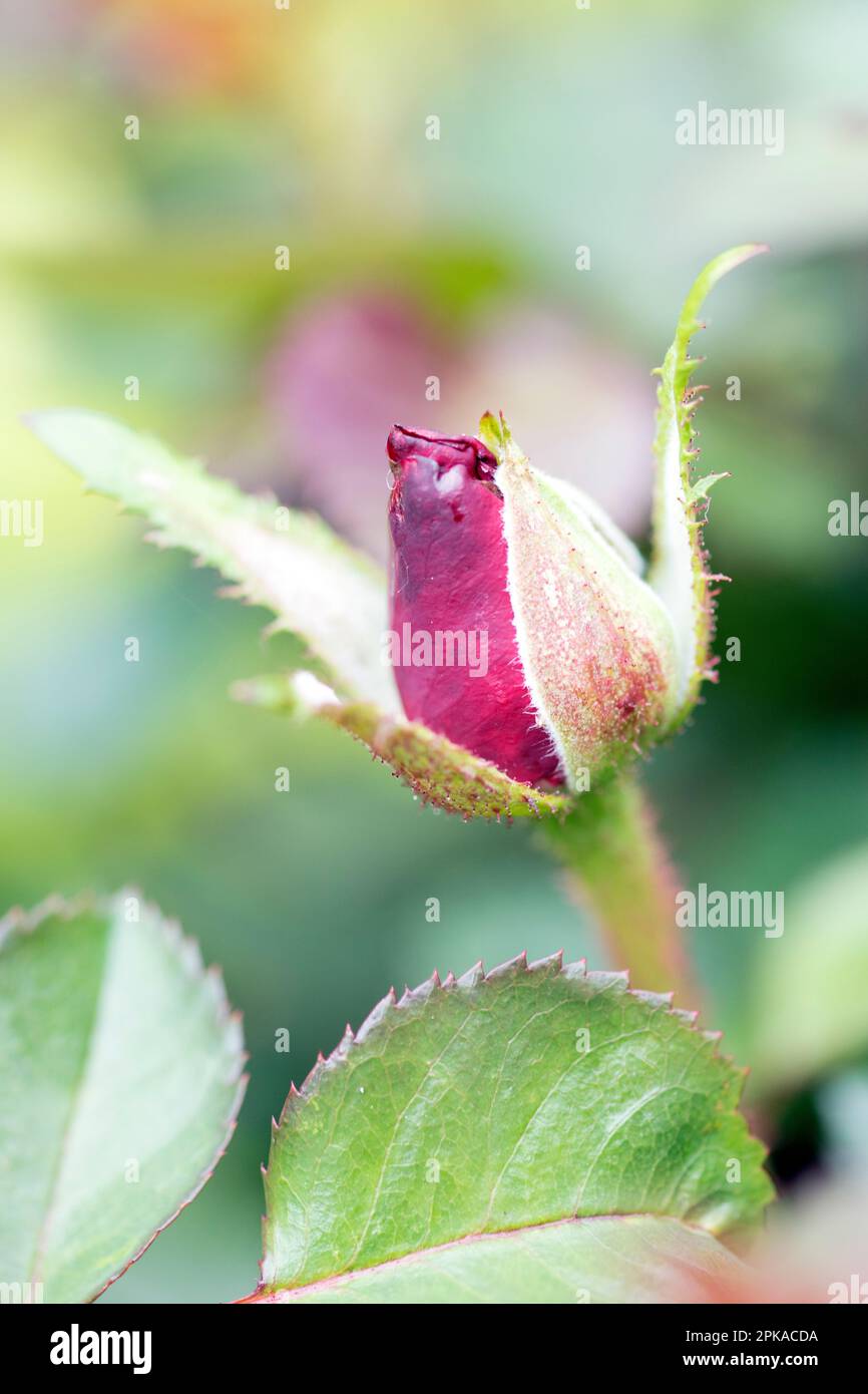 Execution capability hi-res stock photography and images - Alamy