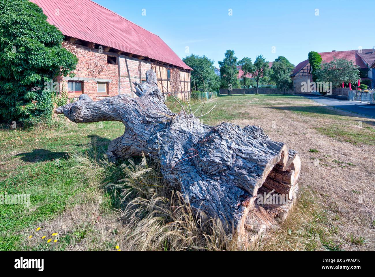 Hollowed out tree trunk, half-timbered house, architecture, village ...