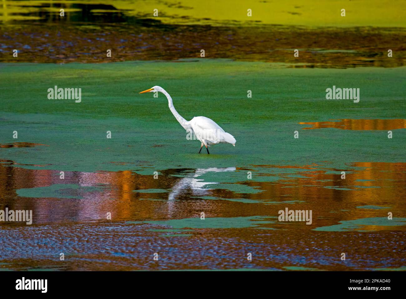 A Great Egret fdeeding in a freshwater pond at Bombay Hook National ...