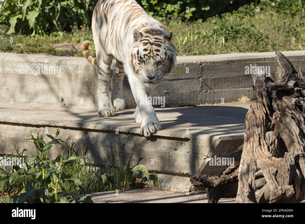 A majestic white tiger leisurely strolling in its zoo enclosure ...